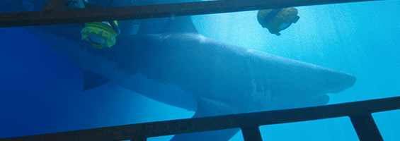 Películas de tiburones asesinos - Lista | Filmelier