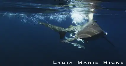 Lydia Marie Hicks movies | Filmelier