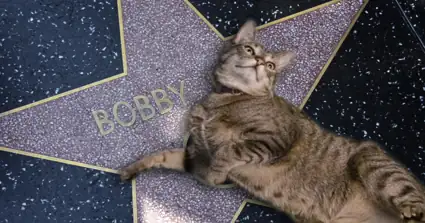 A Peculiar Smell - Movie 2018 - Dir. Eva Saunders | Filmelier