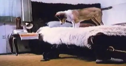 Georgi Stoev movies | Filmelier